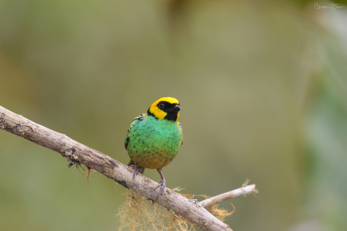 Saffron-crowned Tanager (Tangara xanthocephala) – The Nature Admirer