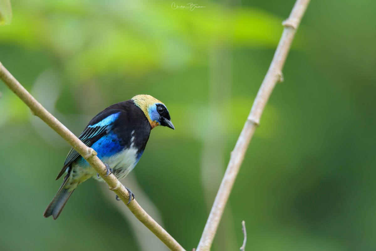 Golden-hooded Tanager (Tangara larvata) – The Nature Admirer