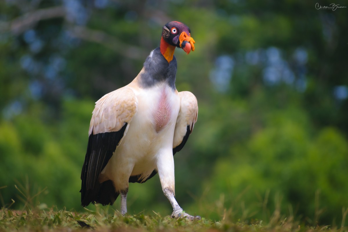 Rey De Los Gallinazosking Vulturesarcoramphus Papa Onebirdperday