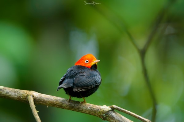 Red-capped Manakin (Ceratopipra mentalis) – The Nature Admirer