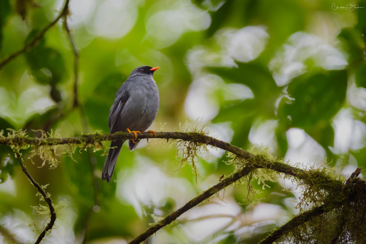 Black-faced Solitaire (Myadestes melanops) – The Nature Admirer