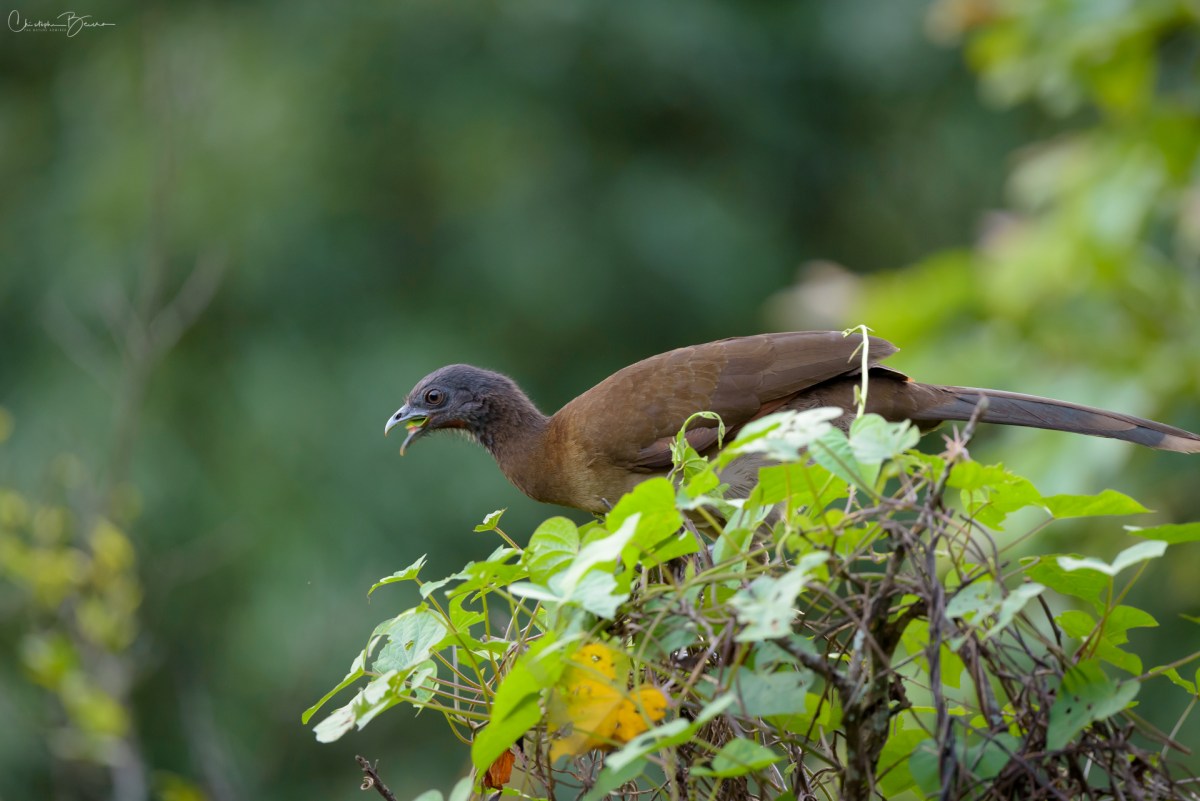 Gray-headed Chachalaca (Ortalis cinereiceps) – The Nature Admirer