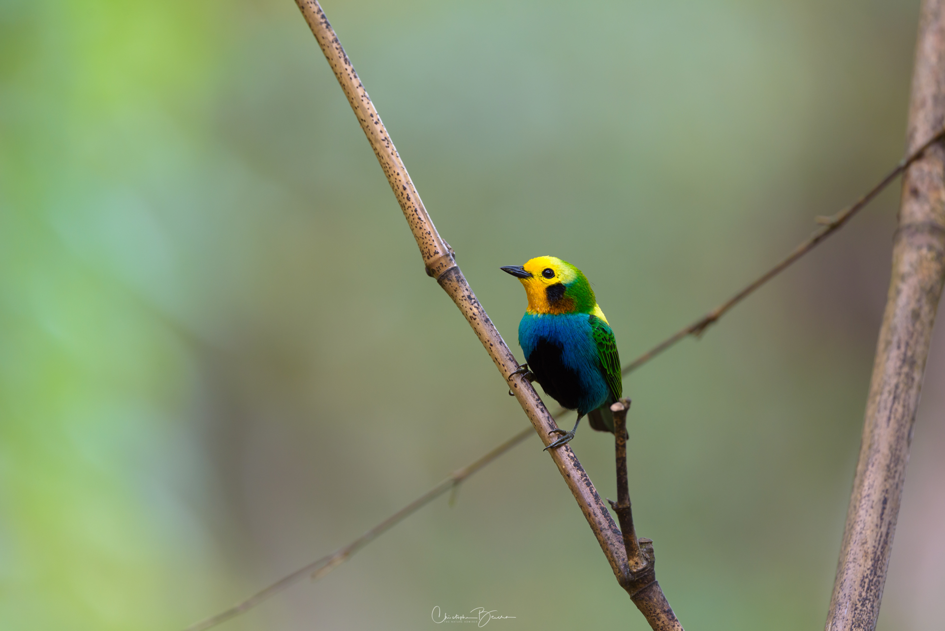 Multicolored Tanager (Chlorochrysa nitidissima) – The Nature Admirer