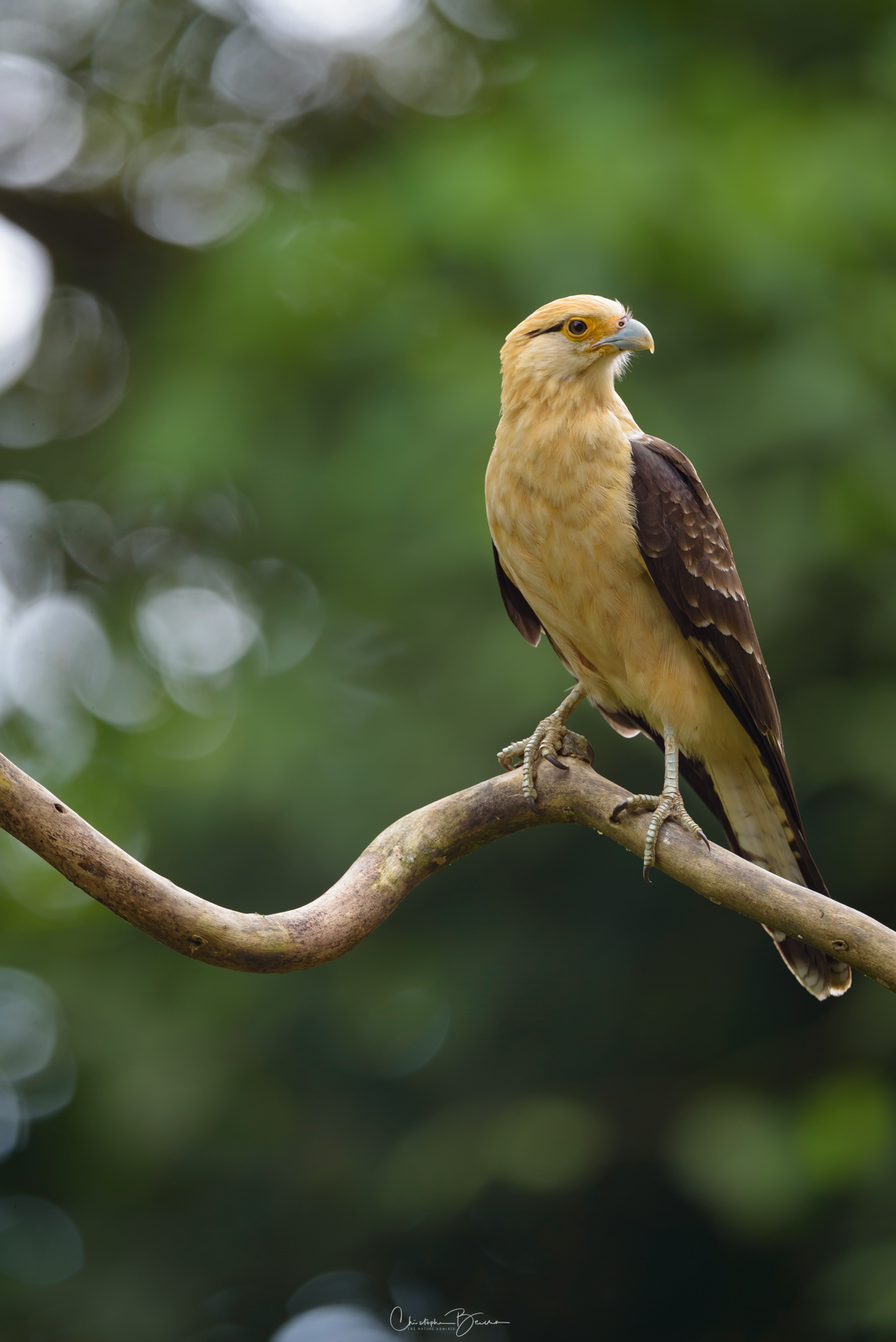 Yellow-headed Caracara (Milvago chimachima) – The Nature Admirer