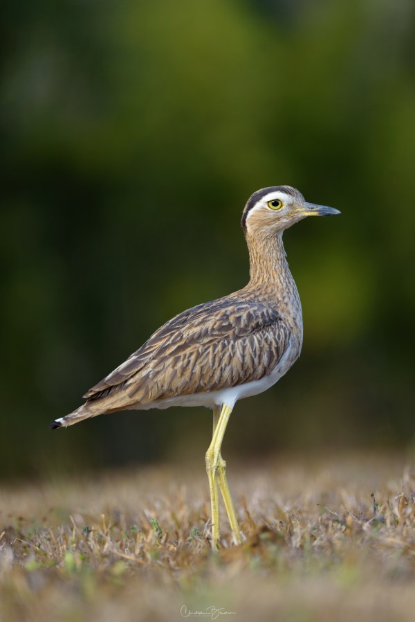 Double-striped Thick-knee (Burhinus bistriatus) – The Nature Admirer
