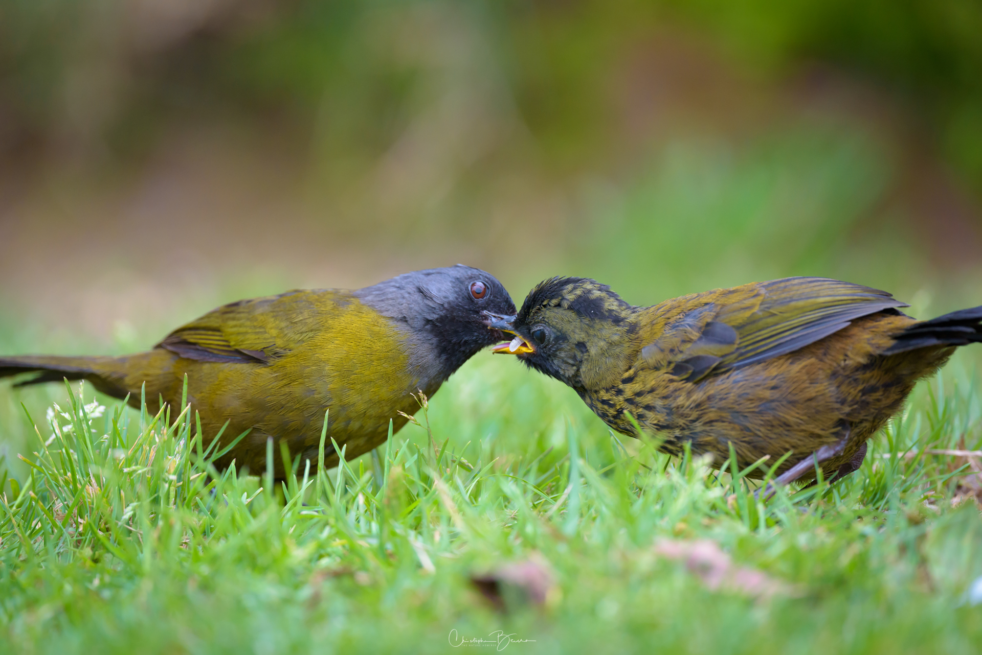 Large-footed Finch (Pezopetes capitalis) – The Nature Admirer