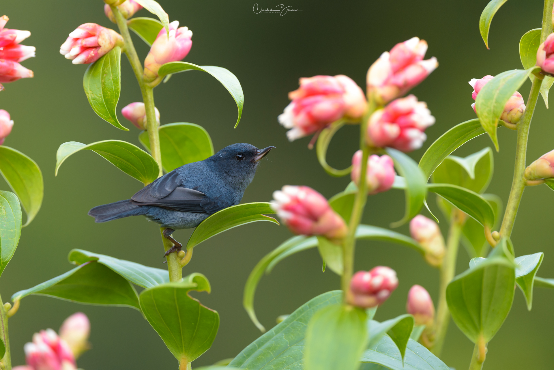 Slaty Flowerpiercer (Diglossa plumbea) – The Nature Admirer