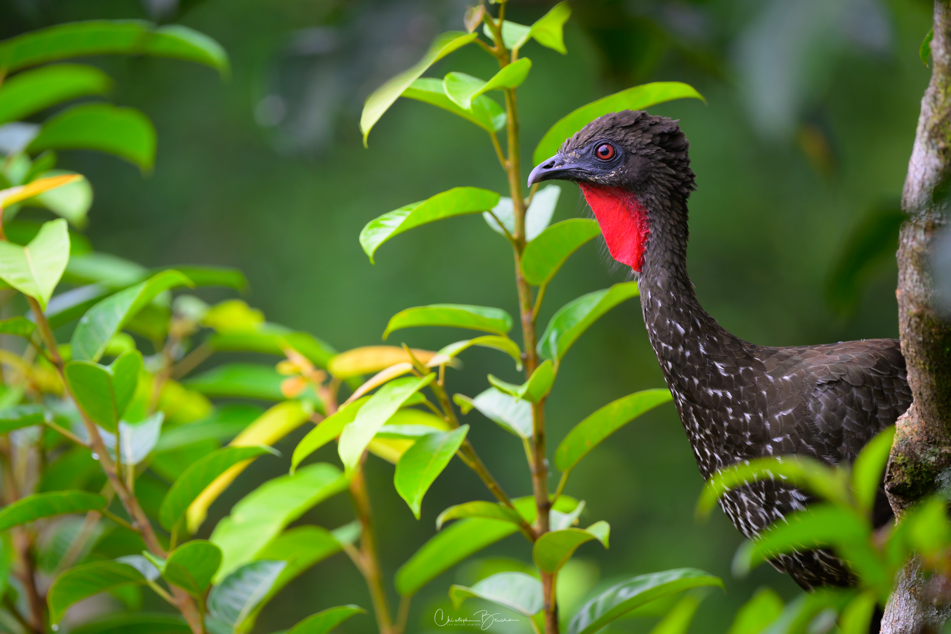 Birds of Colombia – The Nature Admirer