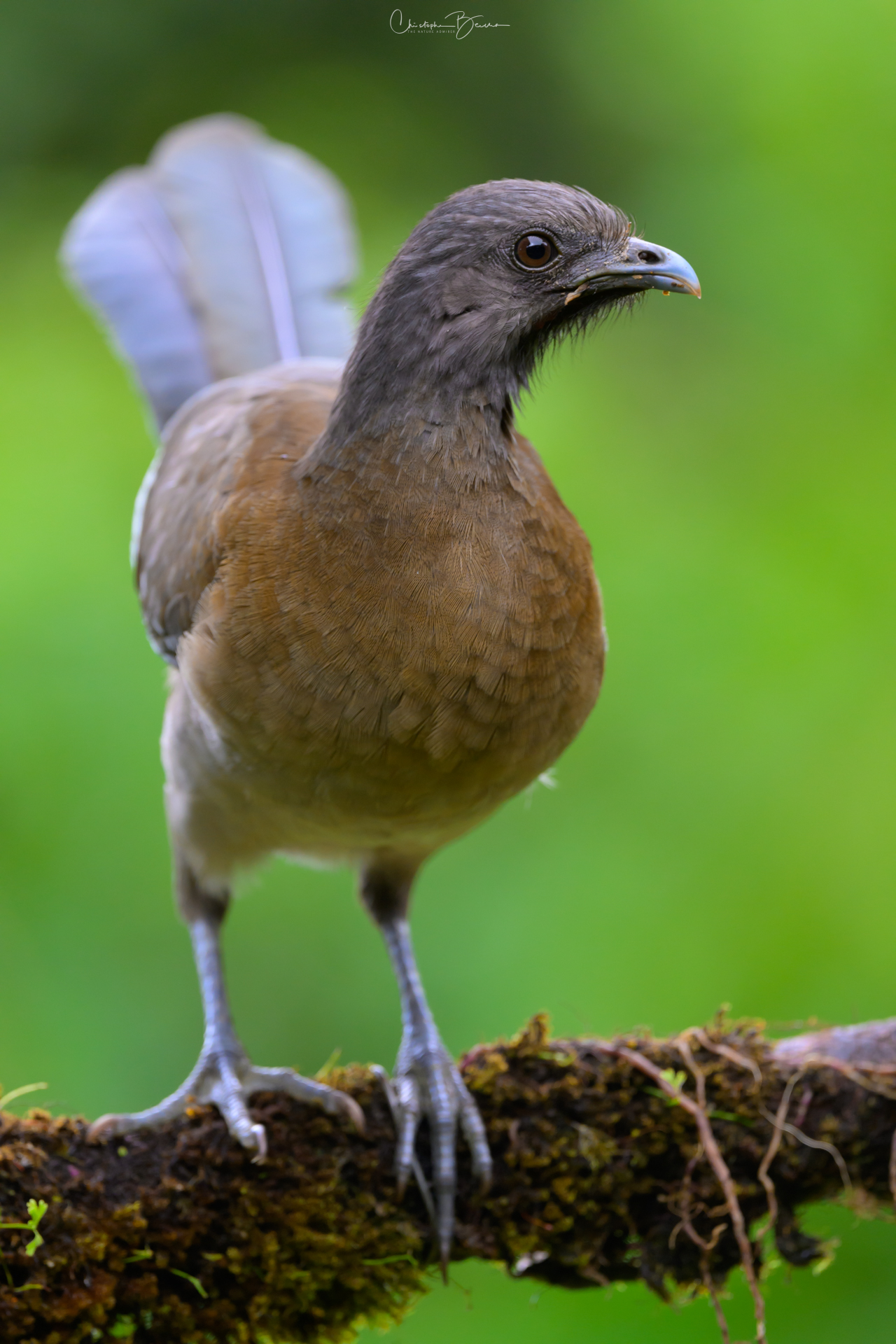 Gray-headed Chachalaca (Ortalis cinereiceps) – The Nature Admirer
