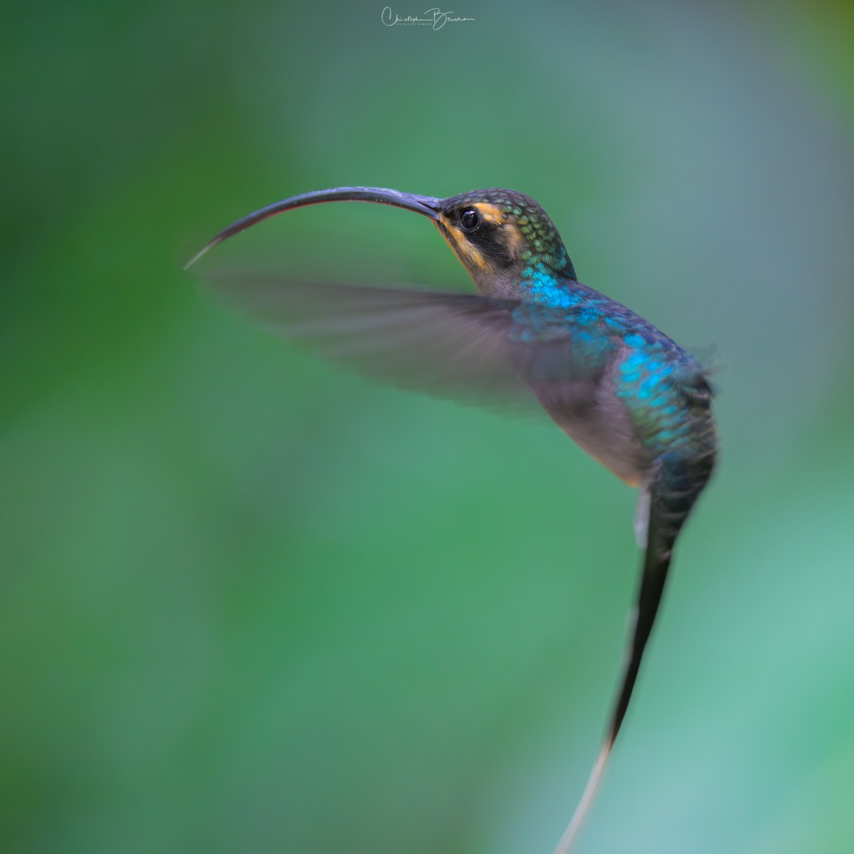 Green Hermit (Phaethornis guy) – The Nature Admirer