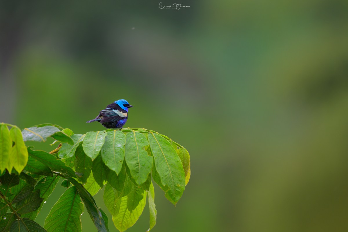 Blue-necked Tanager (Tangara cyanicollis) – The Nature Admirer