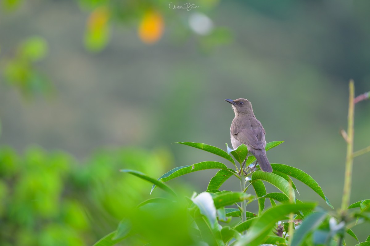 Pale-vented Thrush (Turdus obsoletus) – The Nature Admirer