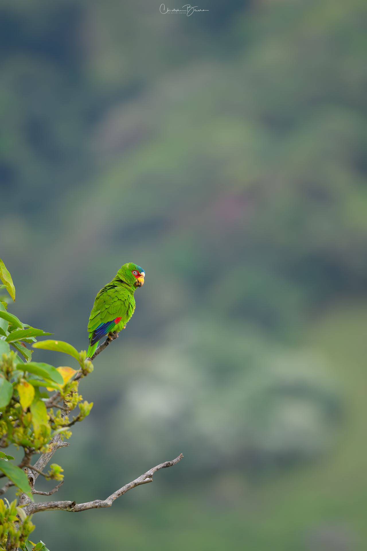 White-fronted Amazon (Amazona albifrons) – The Nature Admirer