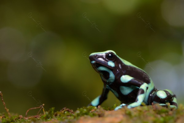 Green and Black Poison Dart Frog (Dendrobates auratus) – The Nature Admirer